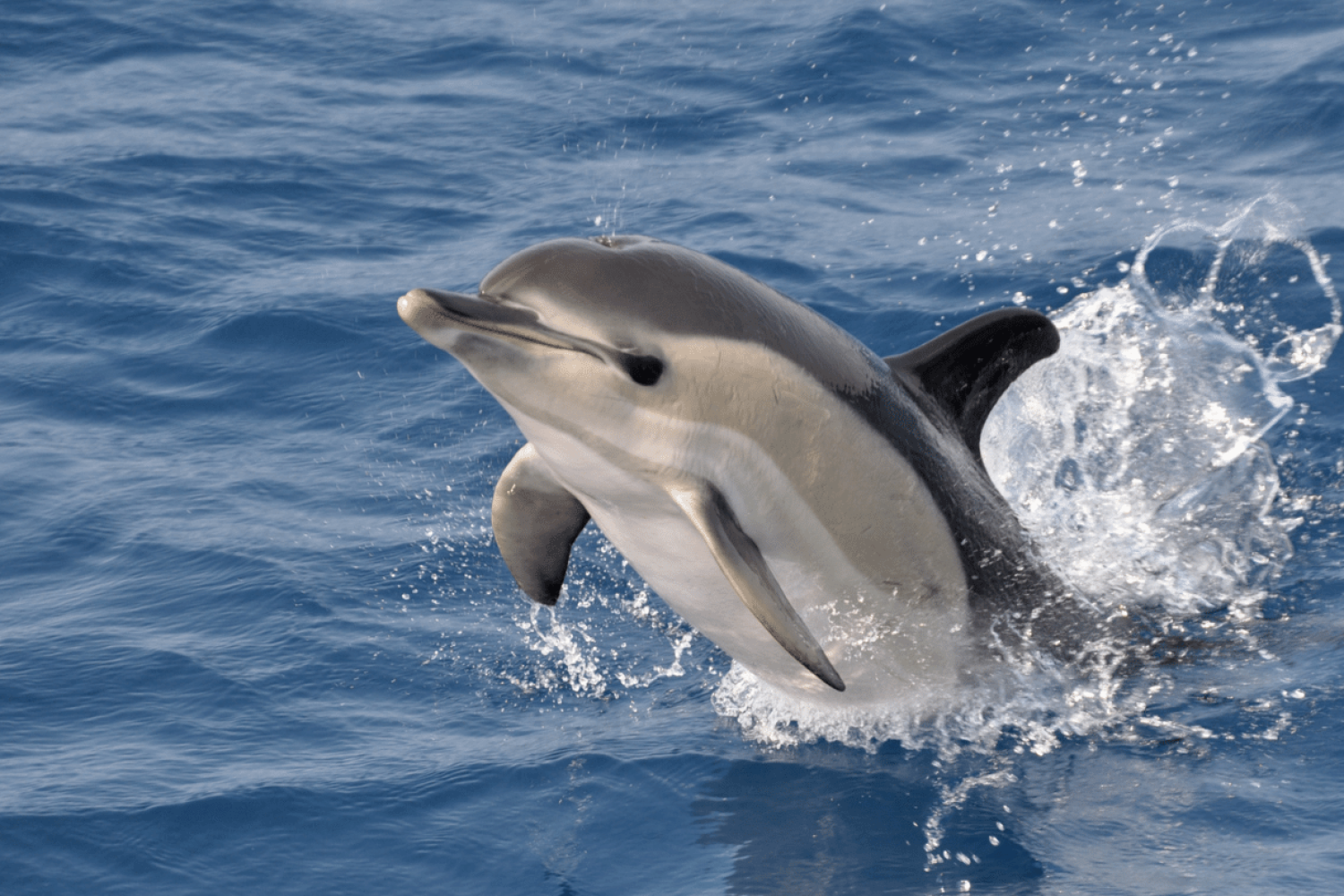 Gibraltar Express Dolphins Full Day from Costa del Sol | Gray Line