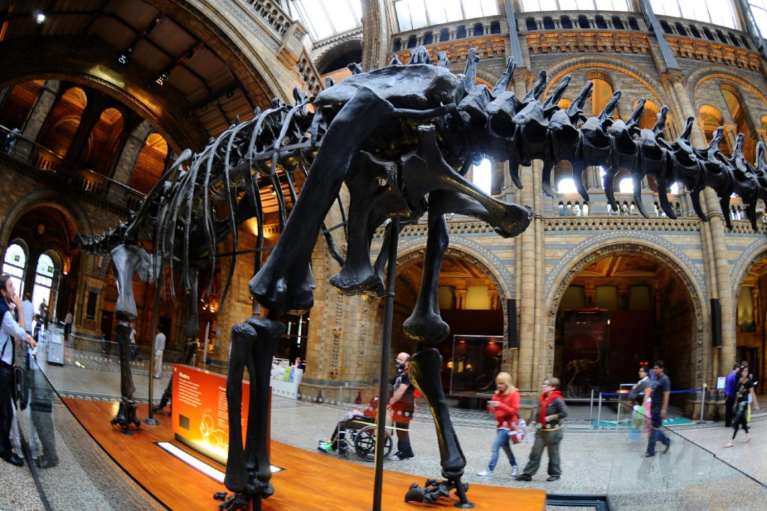 The Natural History Museum Walking Tour | Gray Line