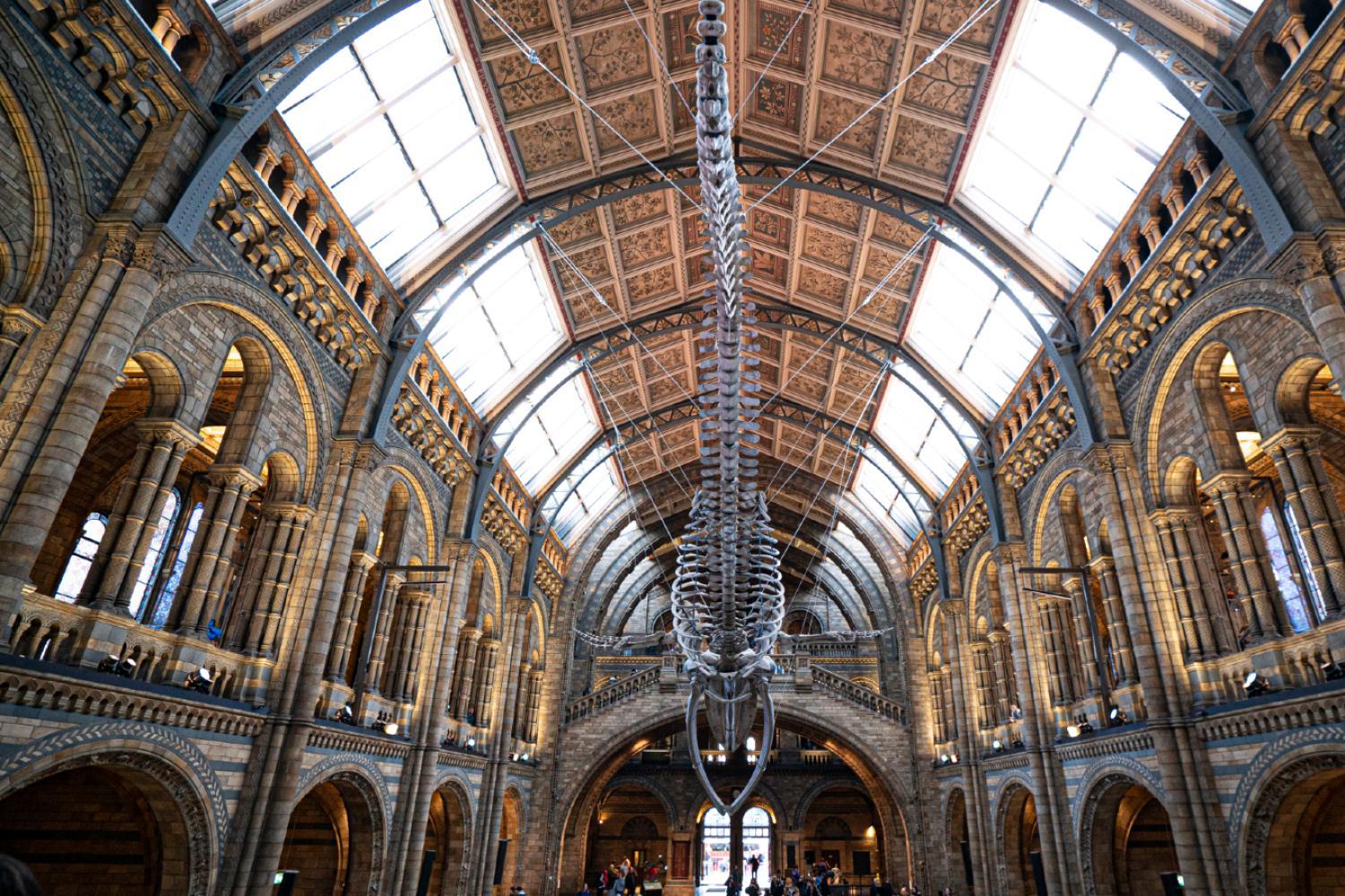 The Natural History Museum Walking Tour | Gray Line