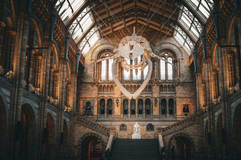 The Natural History Museum Walking Tour | Gray Line