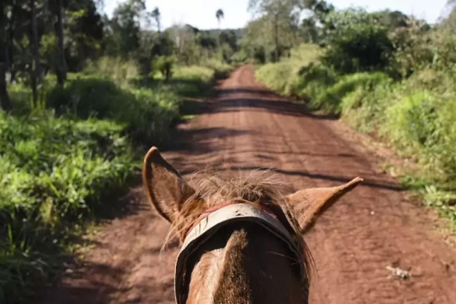 Explore the Jungle on Horseback: A Magical Horseback Riding in Iguazú ...