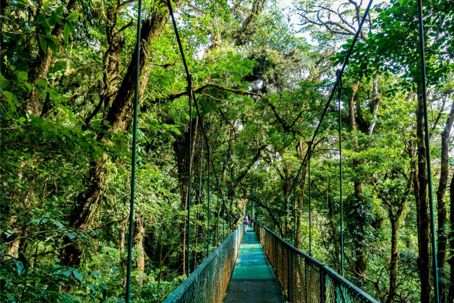 Selvatura Park Combo Tour From Monteverde | Gray Line