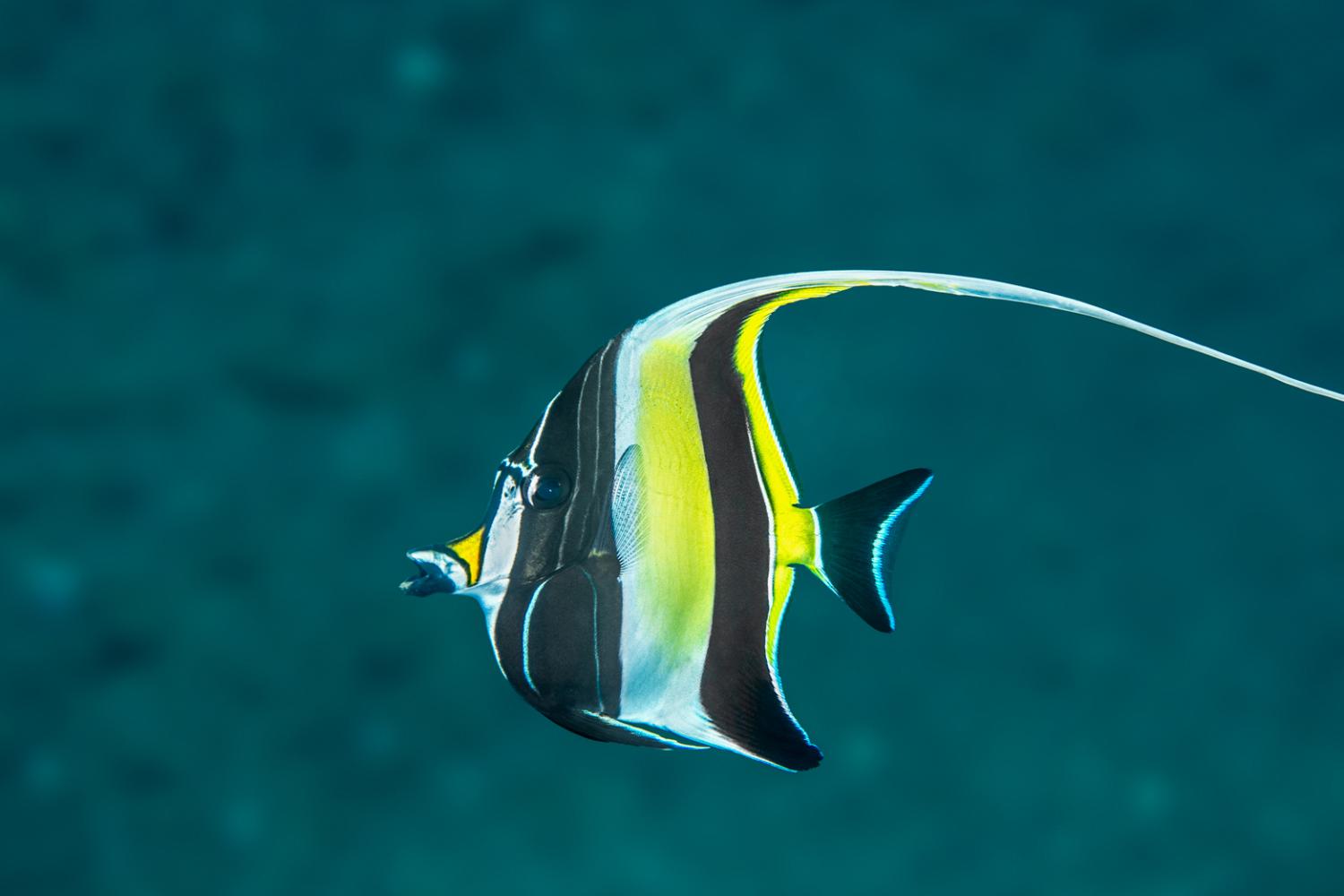 Mexico – ScubaCaribe