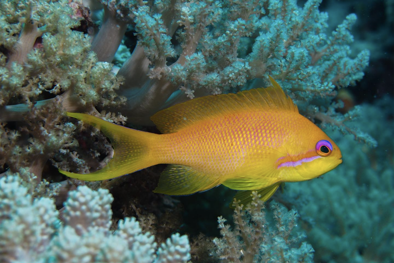 Zuri – ScubaCaribe