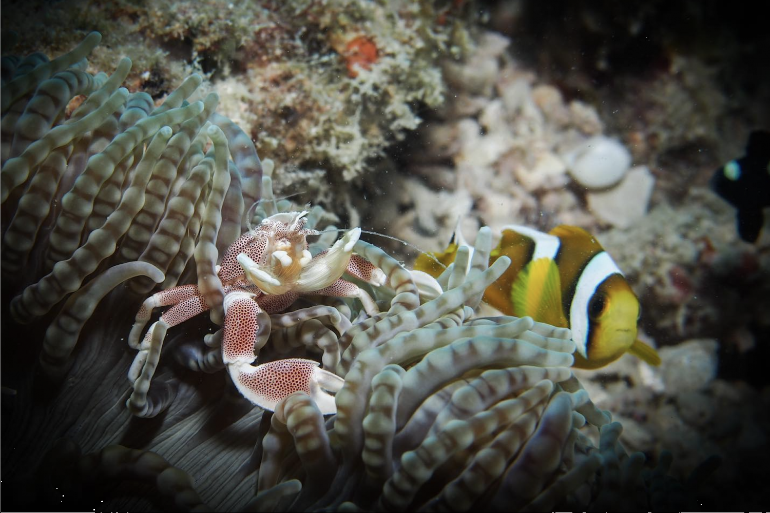 Zuri – ScubaCaribe