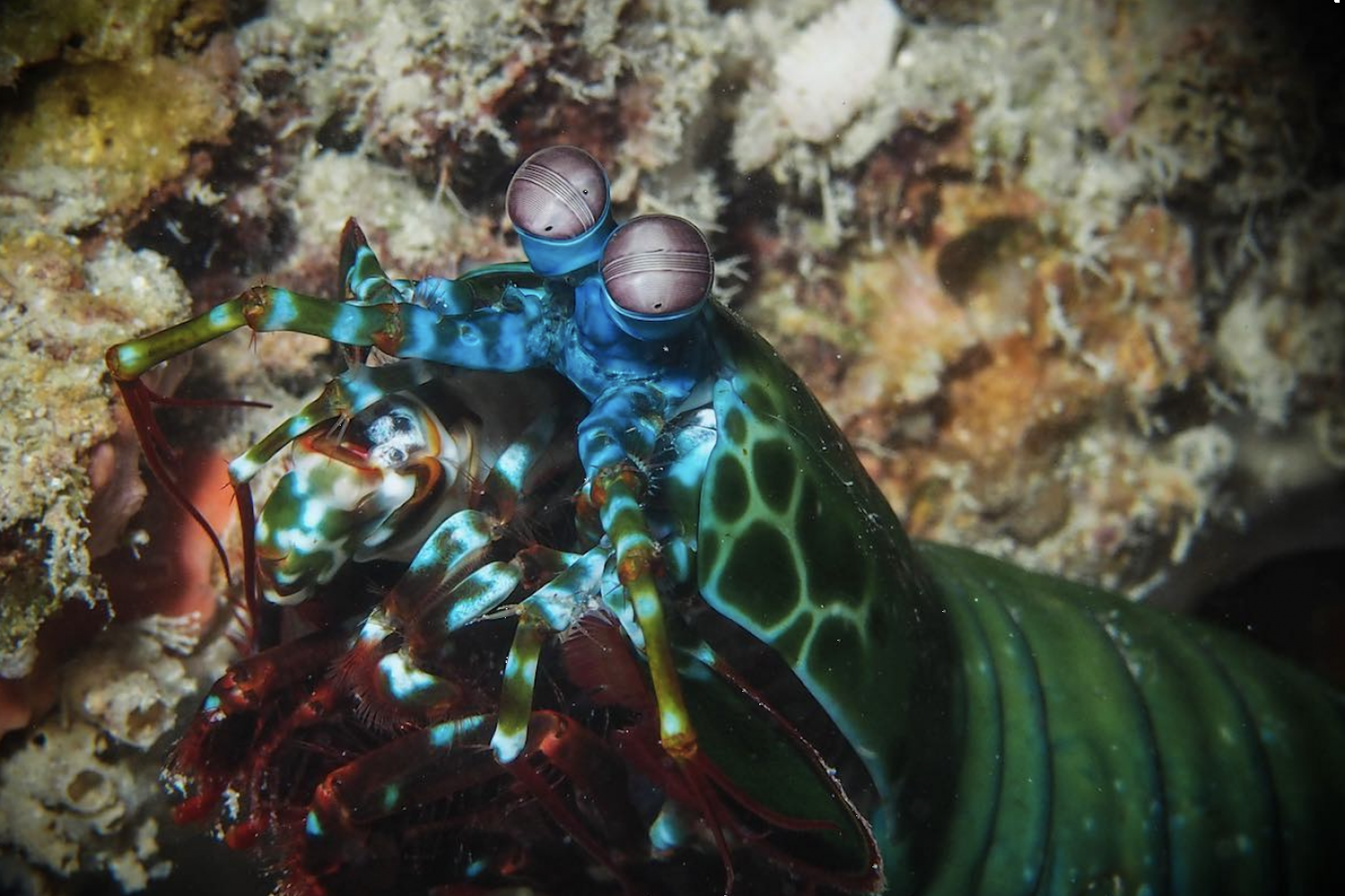 Zuri – ScubaCaribe