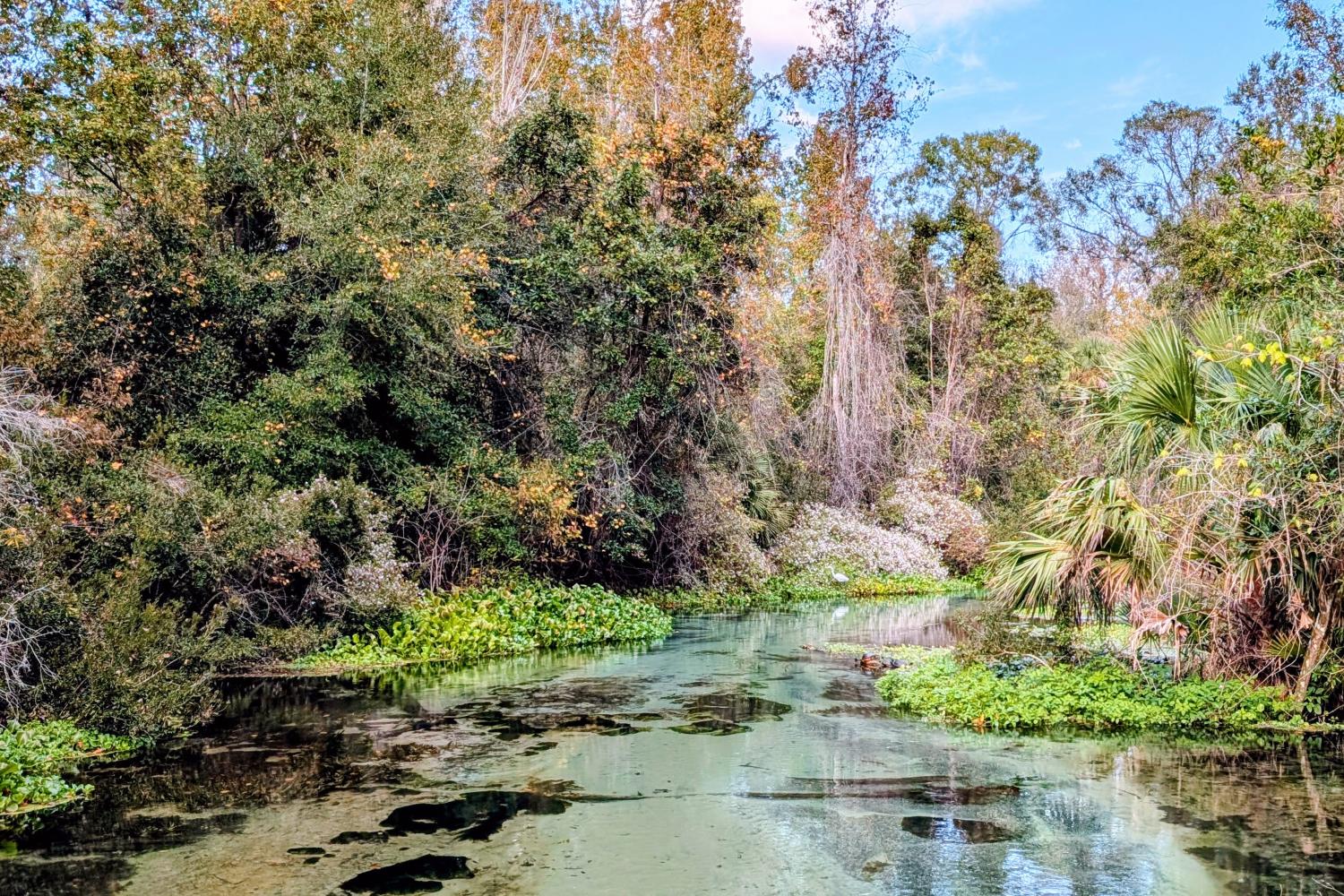 Rock Springs River Tubing & Apopka Wildlife Adventure with Hotel Pickup