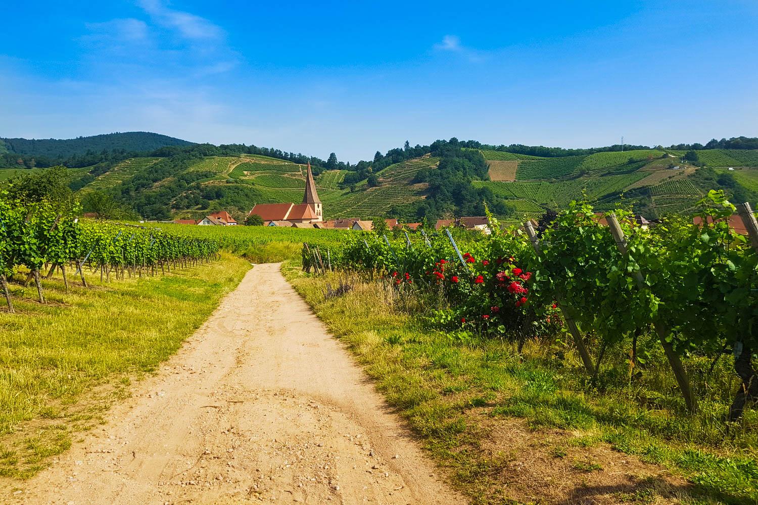 Walking the Alsace Wine Route | Macs Adventure